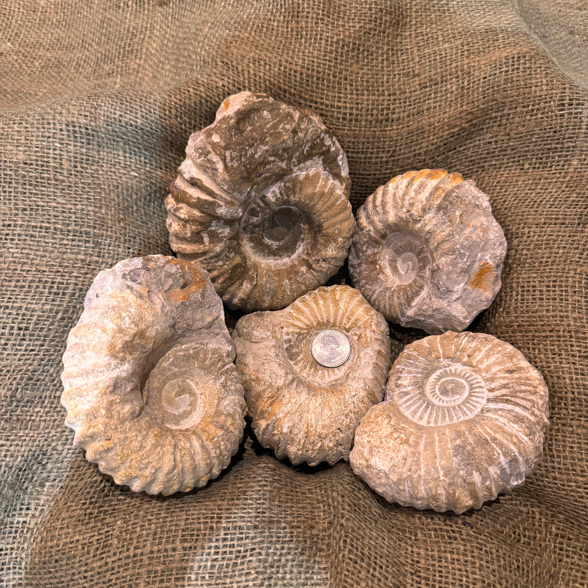 Large Raw Ammonite Fossil | Twin Rocks and Crystals