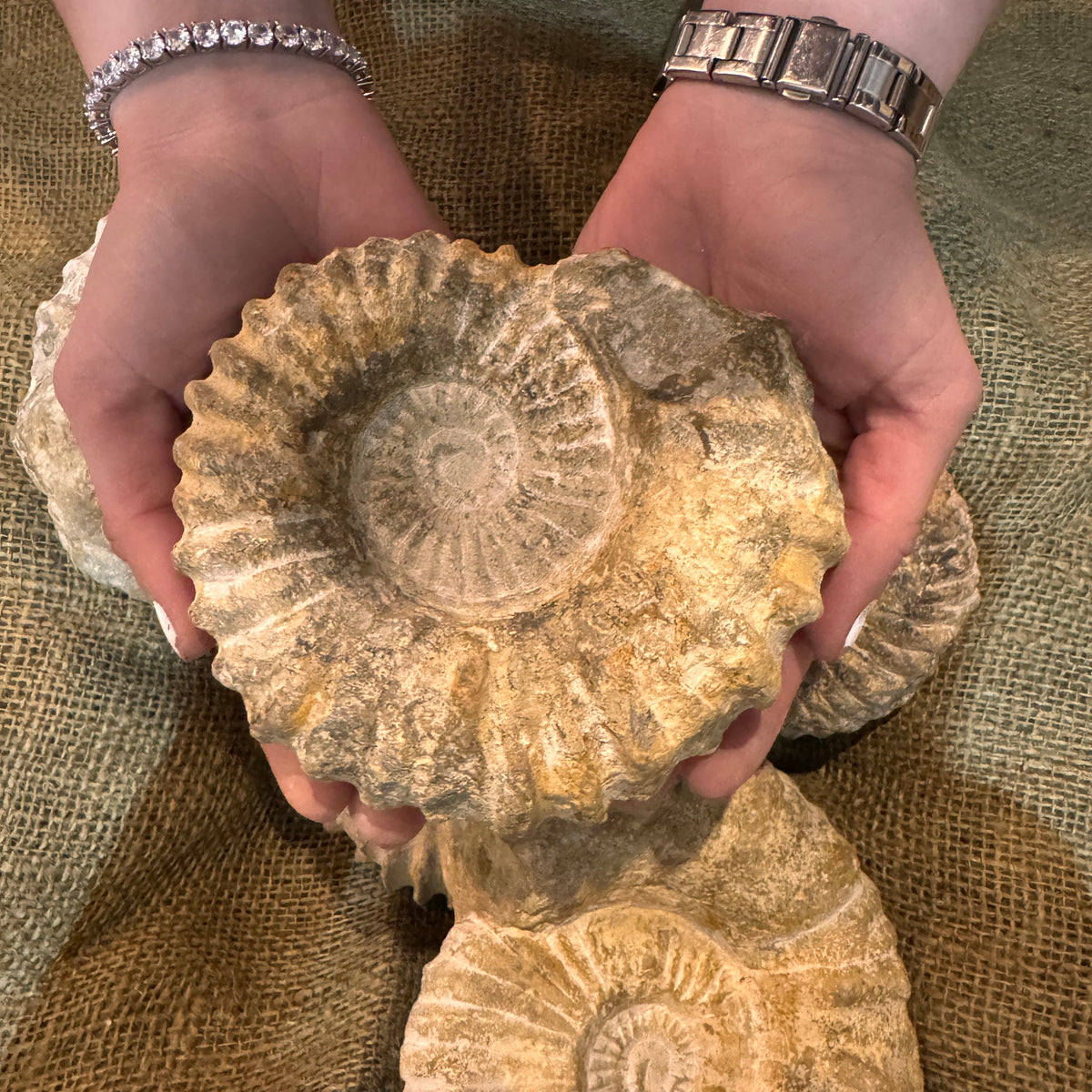 XL Raw Ammonite Fossil (5"-7") | Twin Rocks and Crystals
