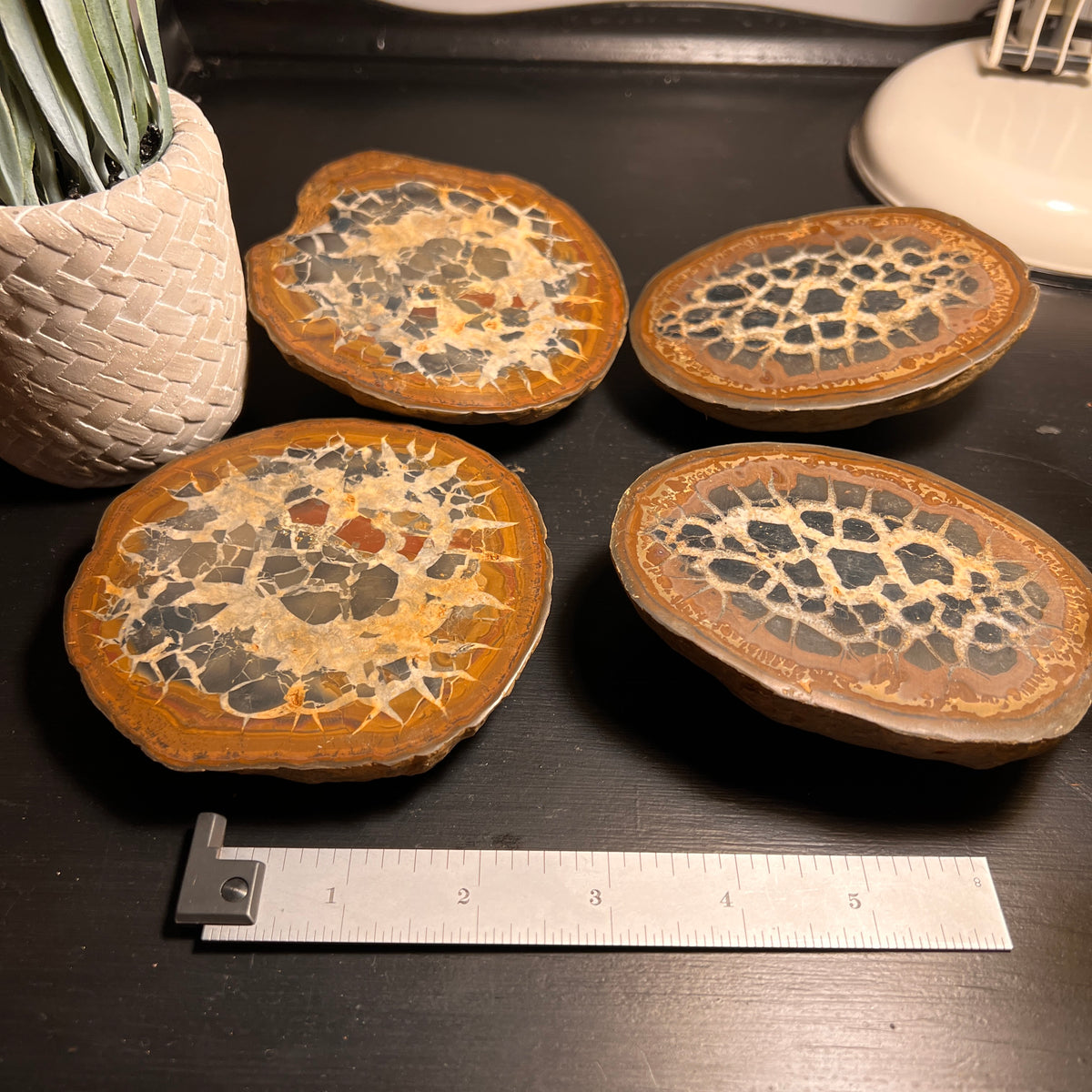 Septarian Nodule Fossil Pairs XLARGE - Twin Rocks and Crystals